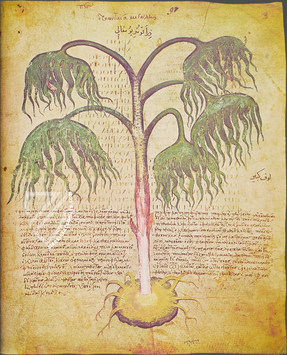 Vienna Dioscorides - Ziereis Facsimiles