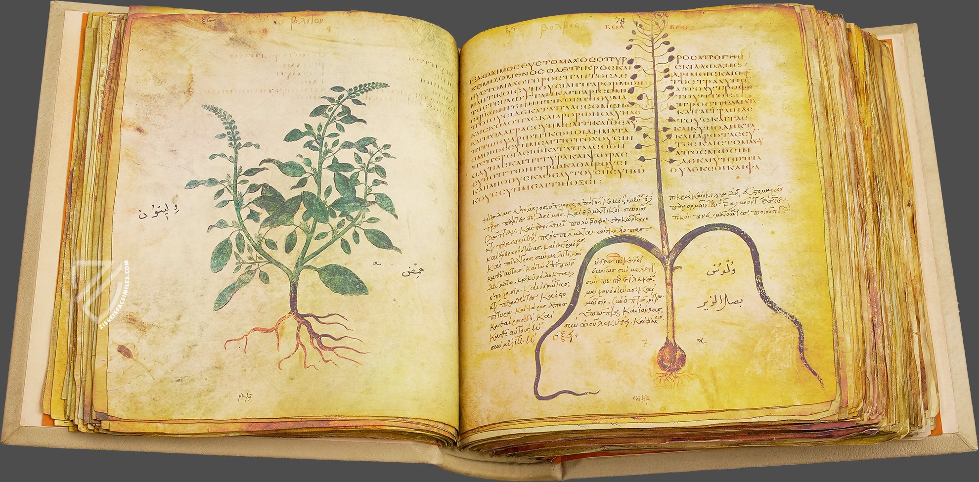 Vienna Dioscorides - Ziereis Facsimiles