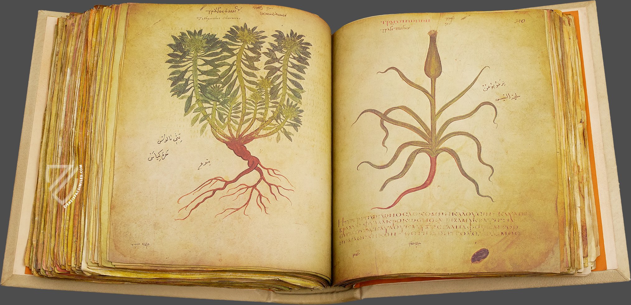 Vienna Dioscorides - Ziereis Facsimiles