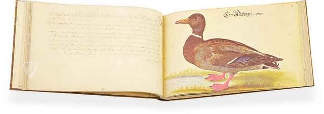 The Book of Birds, Fishes, and Animals 1666 - Ziereis Facsimiles
